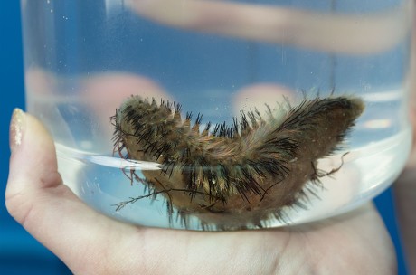 Sea Mouse Editorial Stock Photo - Stock Image | Shutterstock