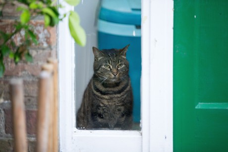 Muffin Cat Editorial Stock Photo - Stock Image | Shutterstock