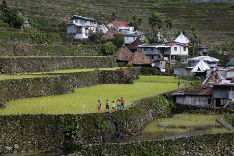 55 Filipino ifugao Stock Pictures, Editorial Images and Stock Photos ...
