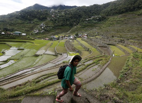55 Filipino ifugao Stock Pictures, Editorial Images and Stock Photos ...