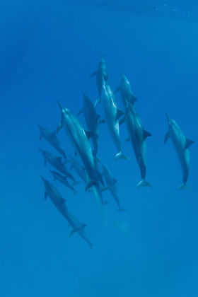 Hawaiian Spinner Dolphin Pod Stenella Longirostris Editorial Stock ...