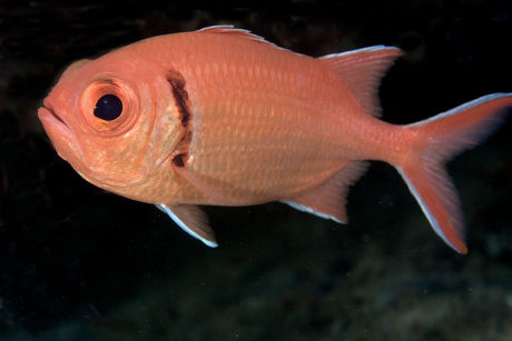 Blackbar Soldierfish Myripristis Jacobus Ilha Escalvada Editorial Stock ...