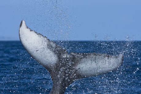 Young Humpback Whale Calf Megaptera Novaeangliae Editorial Stock Photo ...