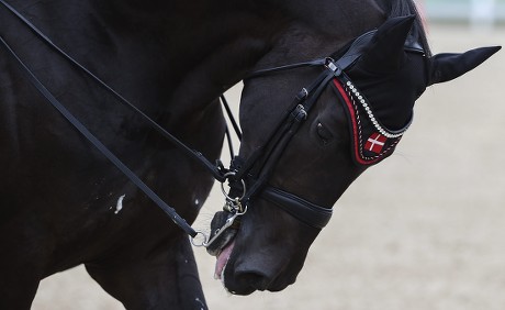 Jojo Az Horse Denmark Rider Agnete Editorial Stock Photo - Stock Image ...