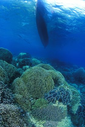 Coral Fields Blue Coral Bommies Heliopora Editorial Stock Photo - Stock ...
