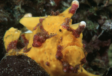 Anglerfish Antennarius Sp Indo Pacific Editorial Stock Photo - Stock ...