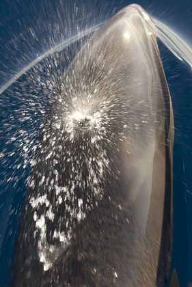 Melon Headed Whales Electra Dolphin Looking Editorial Stock Photo ...