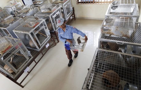 Cambodian Mine Detection Rat Handler Carries Editorial Stock Photo ...
