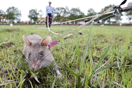 Cambodian Mine Detection Rat Handler Trains Editorial Stock Photo ...