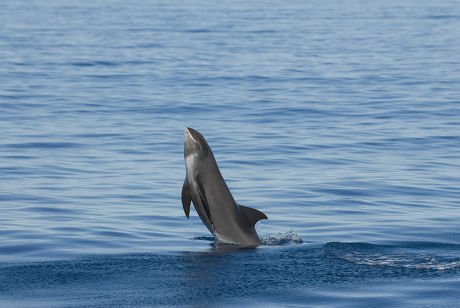 Melon Headed Whales Electra Dolphin Melon Editorial Stock Photo - Stock ...