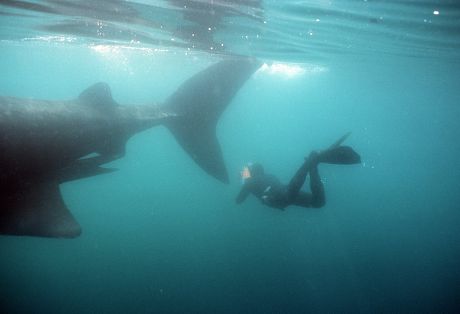 Basking Shark Diver Tail Cetorhinus Maximus Editorial Stock Photo ...
