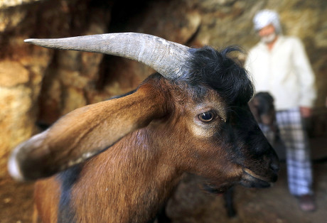 Palestinian Vendor Sells Goat Market Ahead Editorial Stock Photo ...