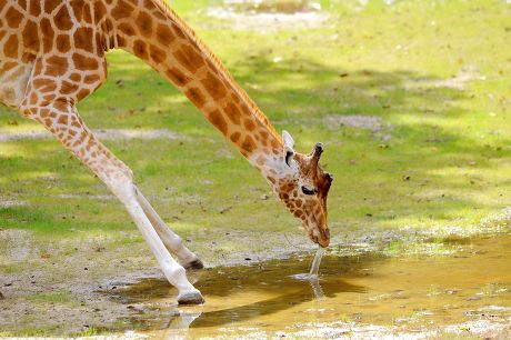 Giraffe Editorial Stock Photo - Stock Image | Shutterstock