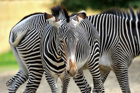 Zebra Editorial Stock Photo - Stock Image | Shutterstock