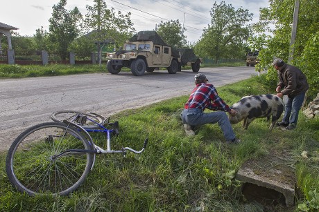 Two Moldovan Men Tries Restrain Pig Editorial Stock Photo - Stock Image ...