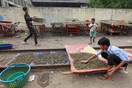 Young Cambodians Dry Shells On Railway Editorial Stock Photo - Stock ...