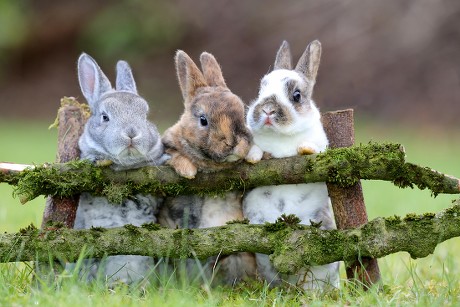 Baby Rabbits Leaning On Fence Editorial Stock Photo - Stock Image ...