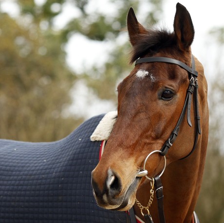 Cue Card Stables Colin Tizzard Near Editorial Stock Photo - Stock Image ...
