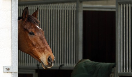 Cue Card Stables Colin Tizzard Near Editorial Stock Photo - Stock Image ...