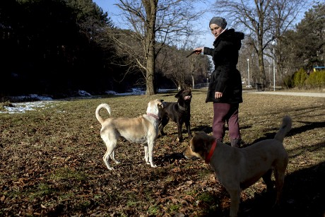 Driada Matoshi Plays Dogs During Walk Editorial Stock Photo - Stock ...