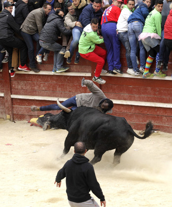 Bull Gores Man During Traditional Bullfight Editorial Stock Photo ...