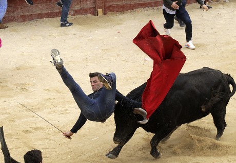 Bull Gores Man During Traditional Bullfight Editorial Stock Photo ...