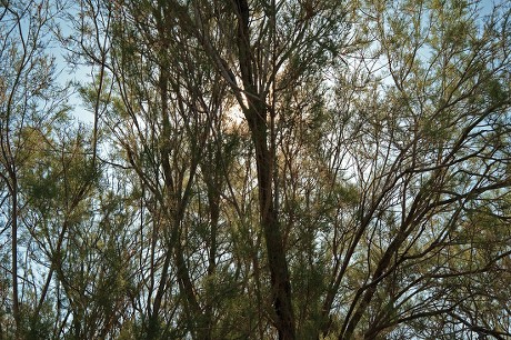 Tamarisk Trees Tamarix Jordanicus Lower Floodplain Editorial Stock ...