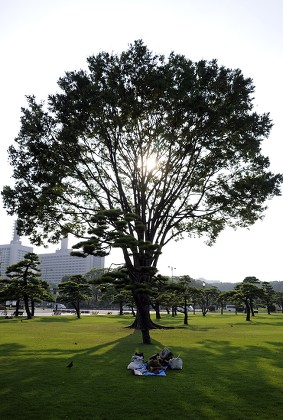 55 Large shade tree Stock Pictures, Editorial Images and Stock Photos ...