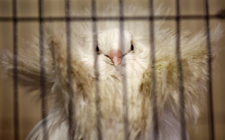 Jacobin Pigeon Australia Puffs Itself During Editorial Stock Photo ...