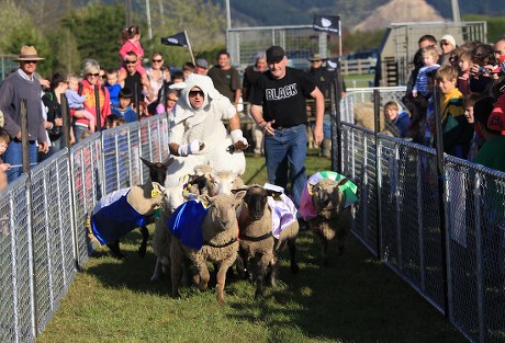 Sheep Named After All Black Rugby Editorial Stock Photo - Stock Image ...