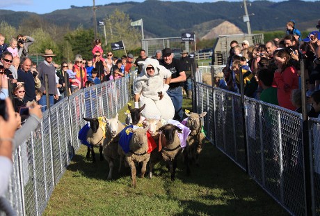 Sheep Named After All Black Rugby Editorial Stock Photo - Stock Image ...