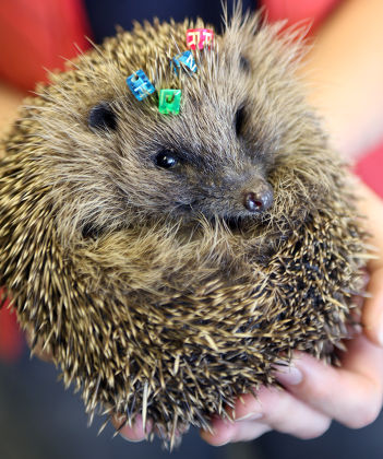 Hedgehog Wearing Own Individual Identity Beads Editorial Stock Photo ...