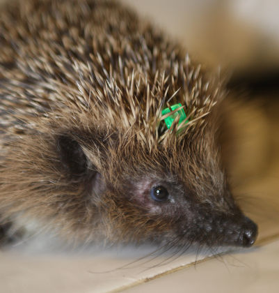 Hedgehog Wearing Own Individual Identity Beads Editorial Stock Photo ...