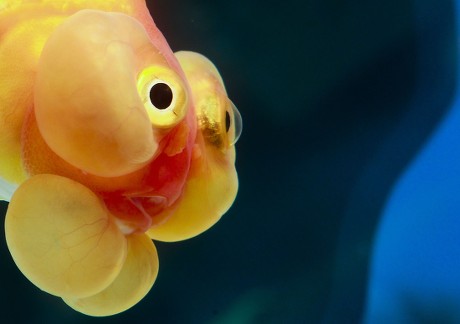Bubble Eye Goldfish Swims Tank During Editorial Stock Photo - Stock ...