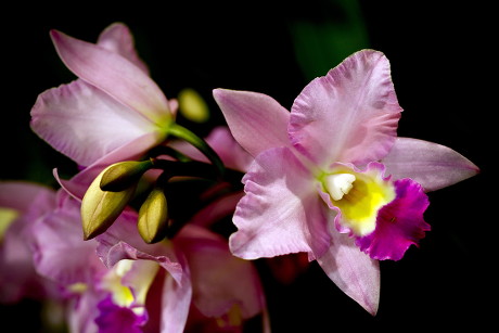Lidienara Controversy Orchid On Display Duckitt Editorial Stock Photo ...