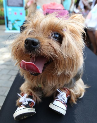 Cesar Yorkshire Terrier Dressed Running Shoes Editorial Stock Photo ...