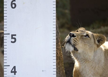 Heidi Lioness Looks Measuring Scale Measure Editorial Stock Photo ...
