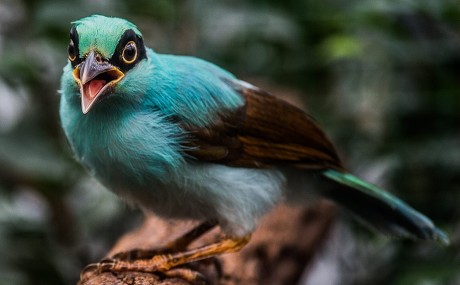 Baby Javanese Green Magpies Seen Their Editorial Stock Photo - Stock ...