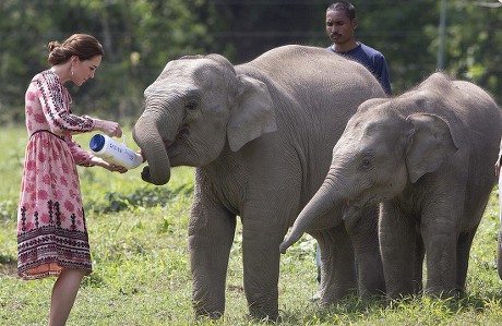 3 Feeds the royal elephants Stock Pictures, Editorial Images and Stock ...