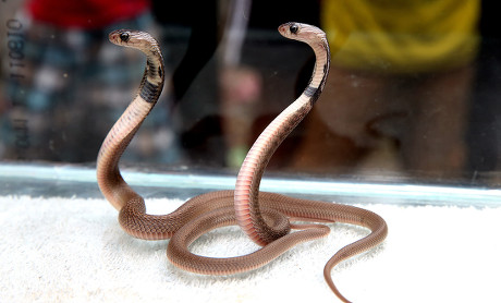 Baby Cobras Lay Box Retrieved By Editorial Stock Photo - Stock Image ...