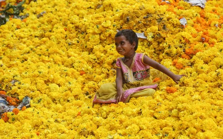 Indian Girl Plays Amid Marigold Flowers Editorial Stock Photo - Stock ...