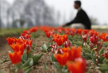 Kashmiri Gardener Works Arrange Tulips Inside Editorial Stock Photo ...