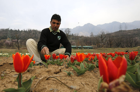 Kashmiri Gardener Works Arrange Tulips Inside Editorial Stock Photo ...