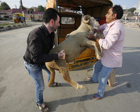 Kashmiri Men Load Ram Onto Their Editorial Stock Photo - Stock Image ...