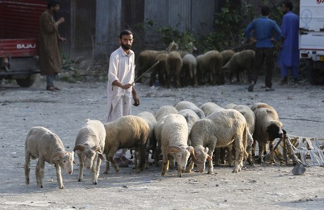 Kashmiri Muslim Shepherd Leads Sheep Rams Editorial Stock Photo - Stock ...
