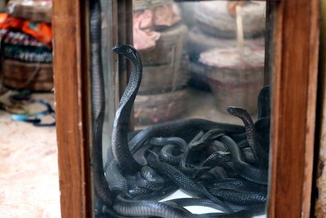 Cobra Snakes Recovered Snake Charmers Seen Editorial Stock Photo ...