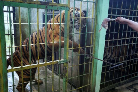 Indonesian Zoo Keeper Feeding Tiger Chiken Editorial Stock Photo ...