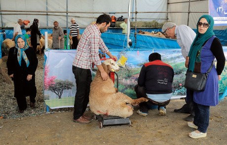 Iranian Worker Weighs Sacrificial Sheep Eid Editorial Stock Photo ...