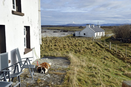 SAINT BERNARD DOG PICTURED OUTSIDE POLLING Editorial Stock Photo ...