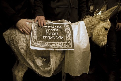 Ultraorthodox Jews Hold Decorated Small Donkey Editorial Stock Photo ...